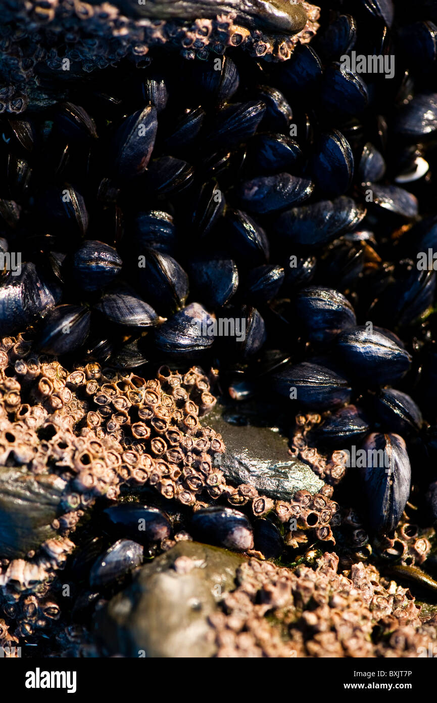 Muscles on rocks at Croyde Beach, Devon, England, United Kingdom Stock ...