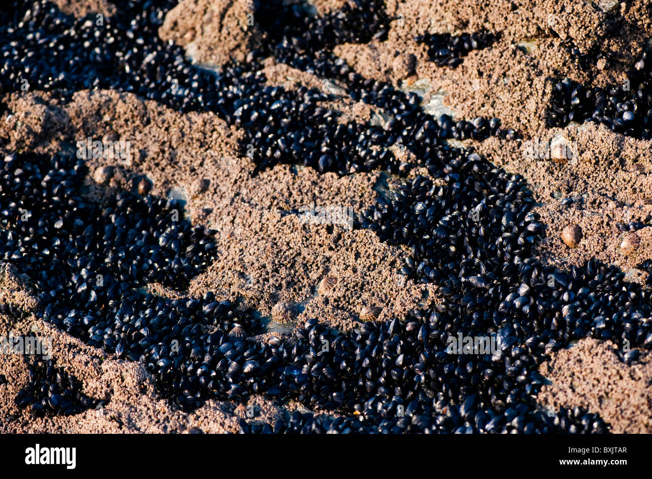 Muscles on rocks hi-res stock photography and images - Alamy