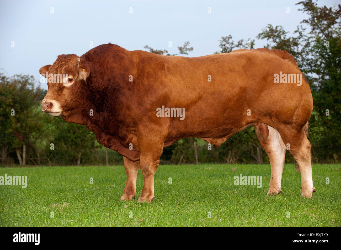 Limousin bull in field. Cumbria Stock Photo - Alamy