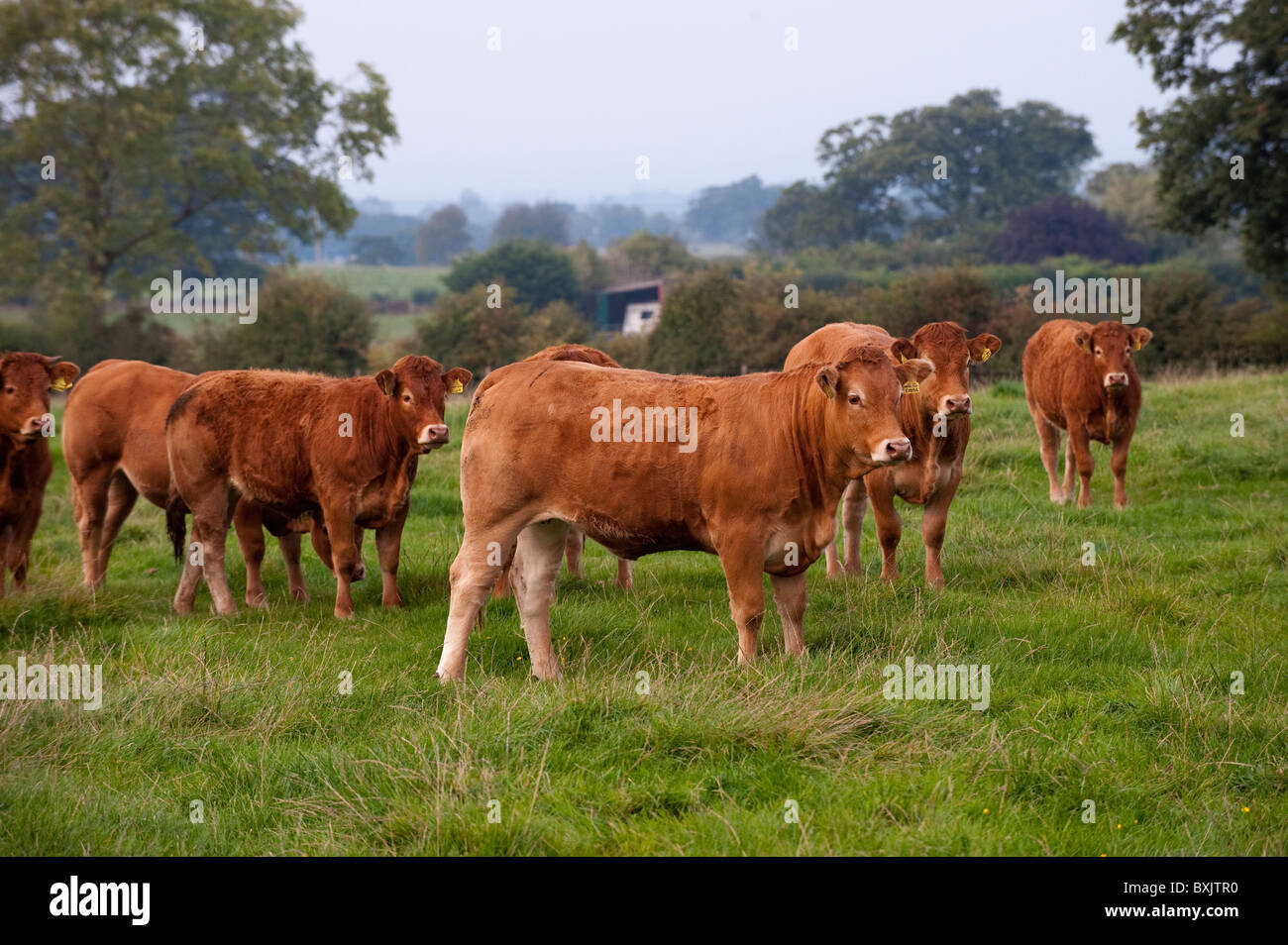 Limousin beef cattle in pasture Stock Photo - Alamy