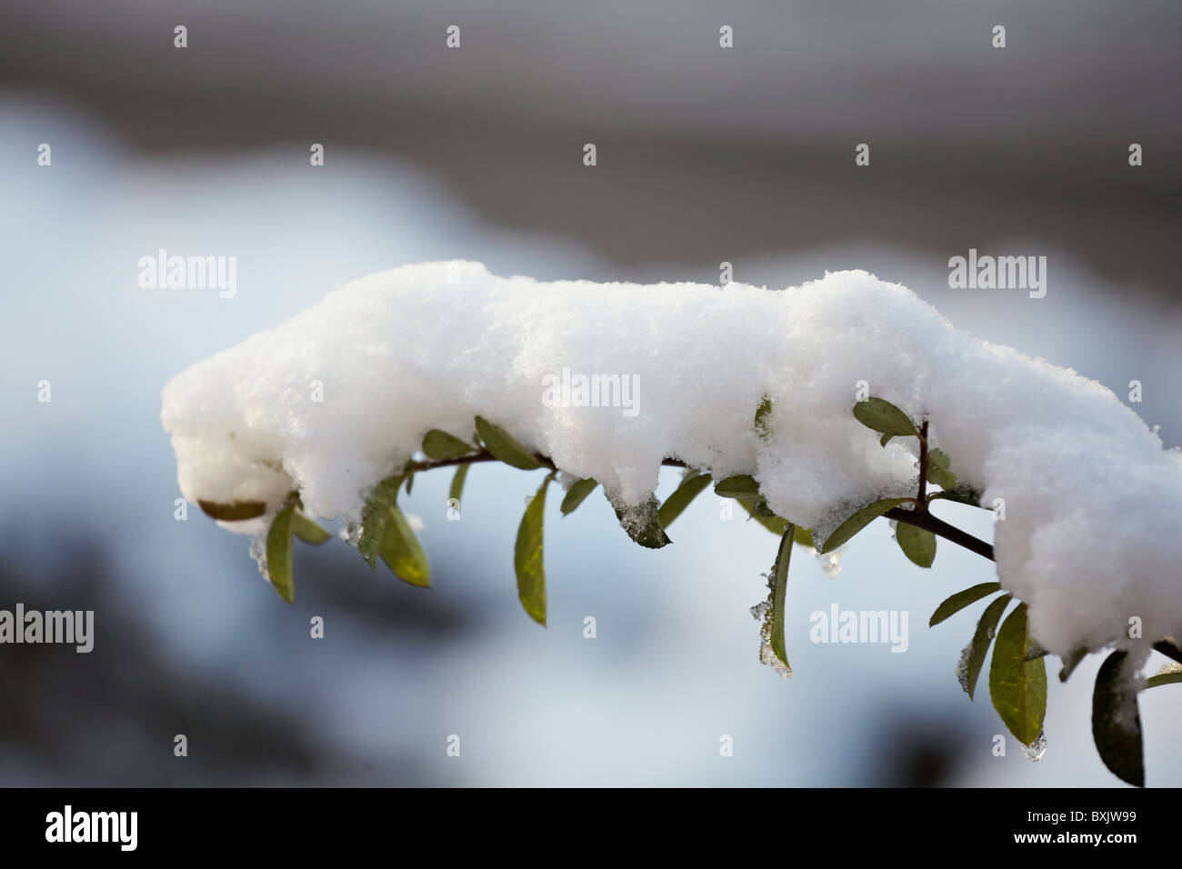 Close up of a tree limb covered with fresh snow Stock Photo - Alamy