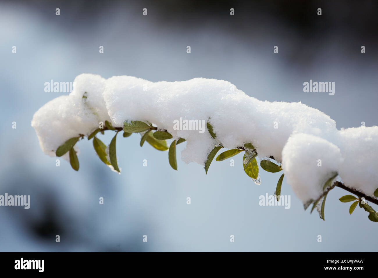 Frosty tree limb hi-res stock photography and images - Alamy
