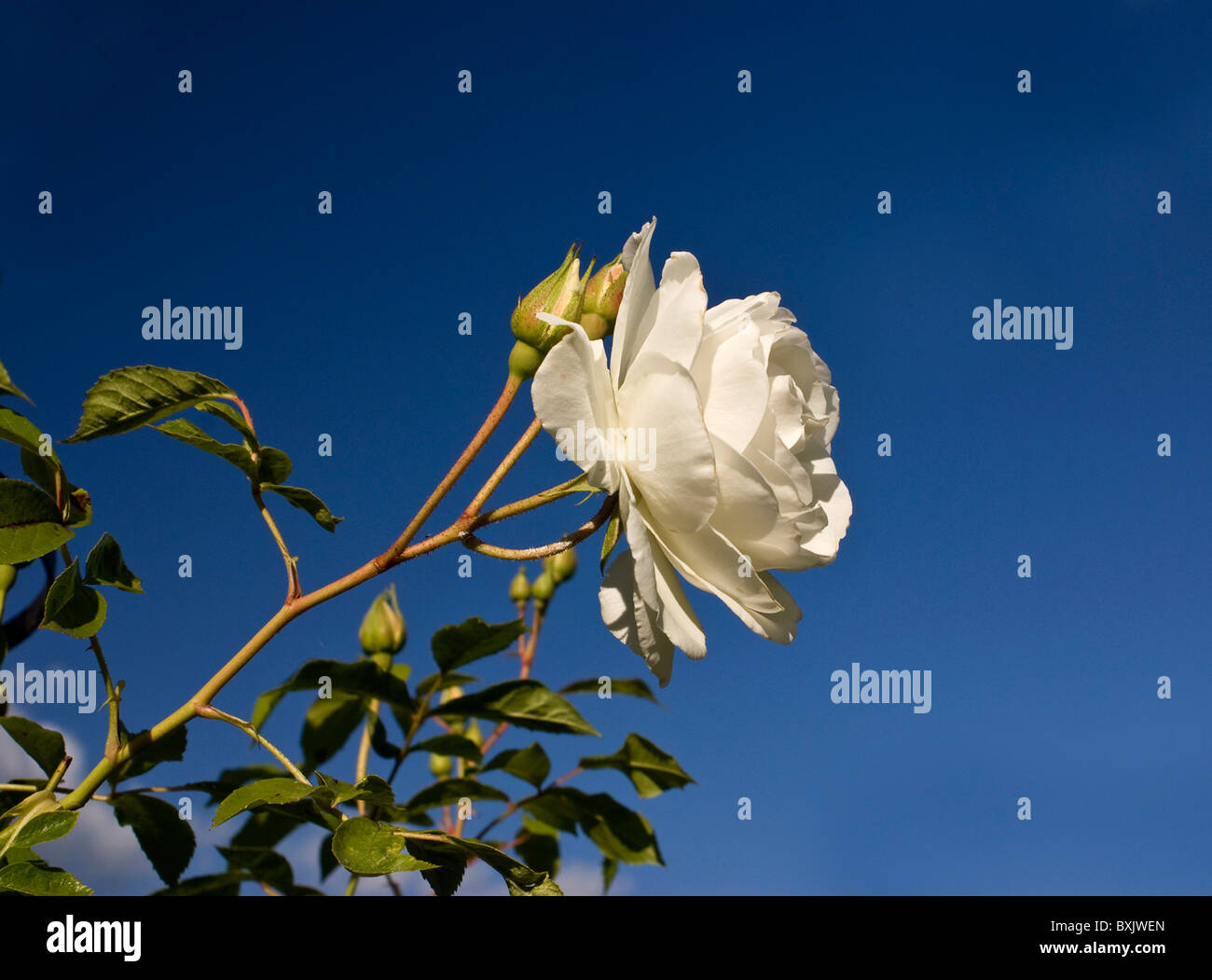 Rose of england hi-res stock photography and images - Alamy