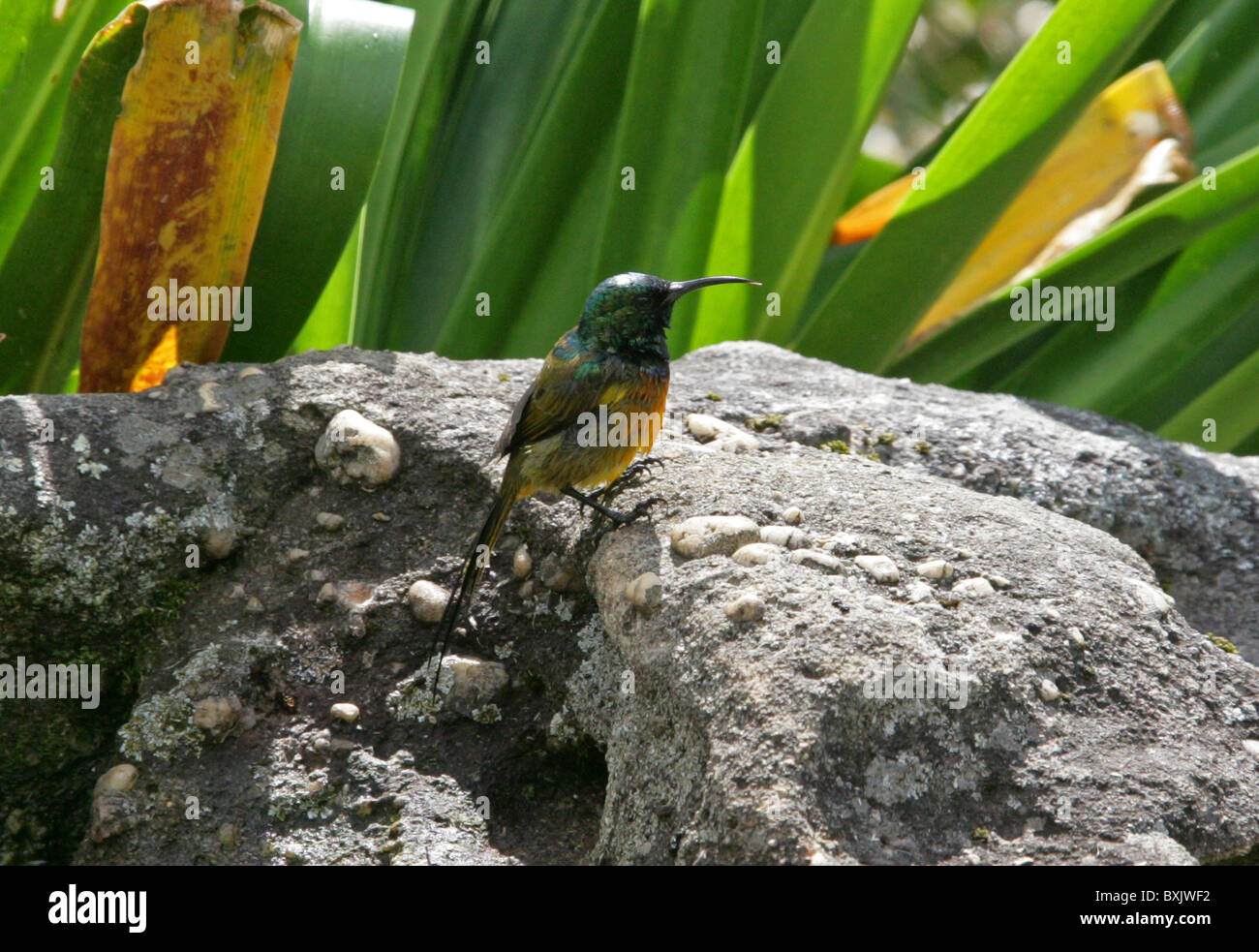 Orange-breasted Sunbird, Anthobaphes violacea, Nectariniidae ...