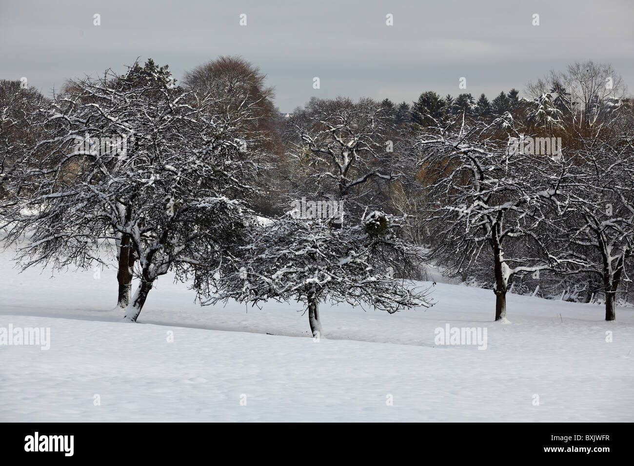 Snow covered apple trees in winter with snowfall hi-res stock ...