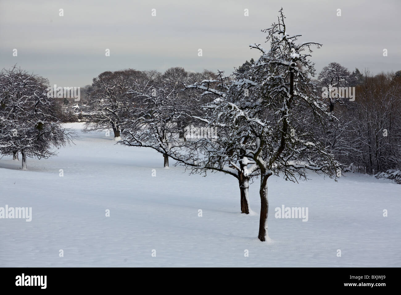 Apple trees orchard during winter in Aachen, Germany Stock Photo - Alamy