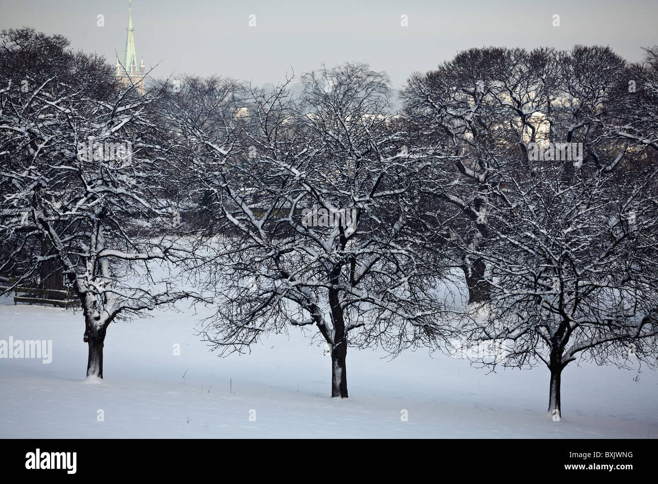Snow covered apple trees in winter with snowfall hi-res stock ...
