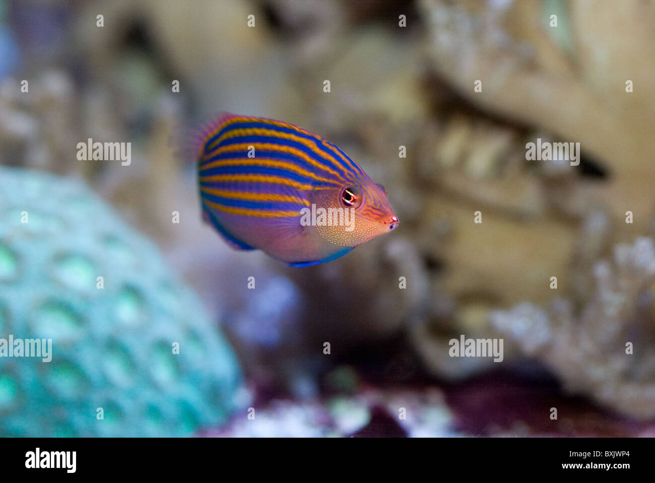 Pyjama fish hi-res stock photography and images - Alamy