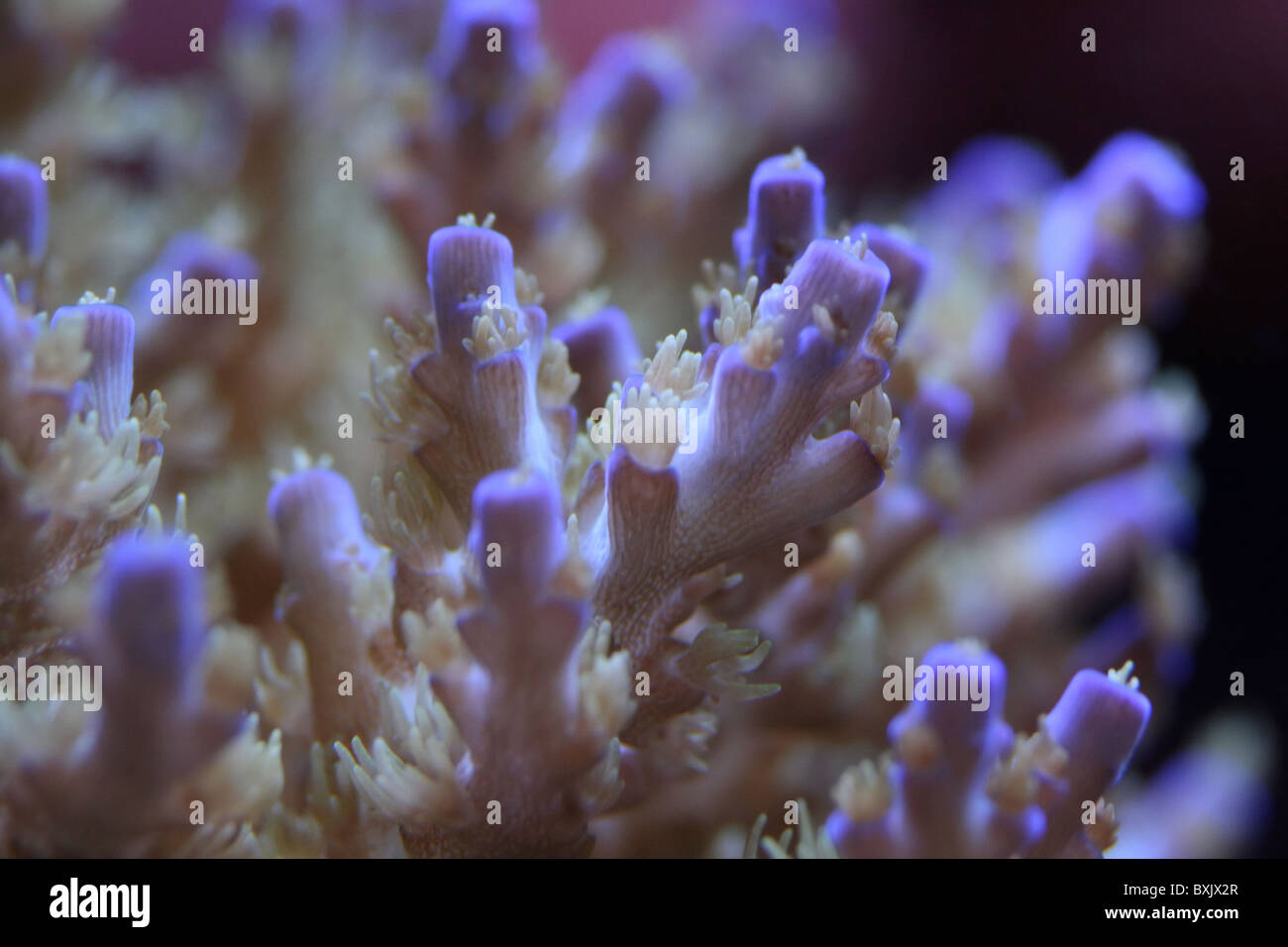 Blue Purple Acropora Coral reef Stock Photo - Alamy
