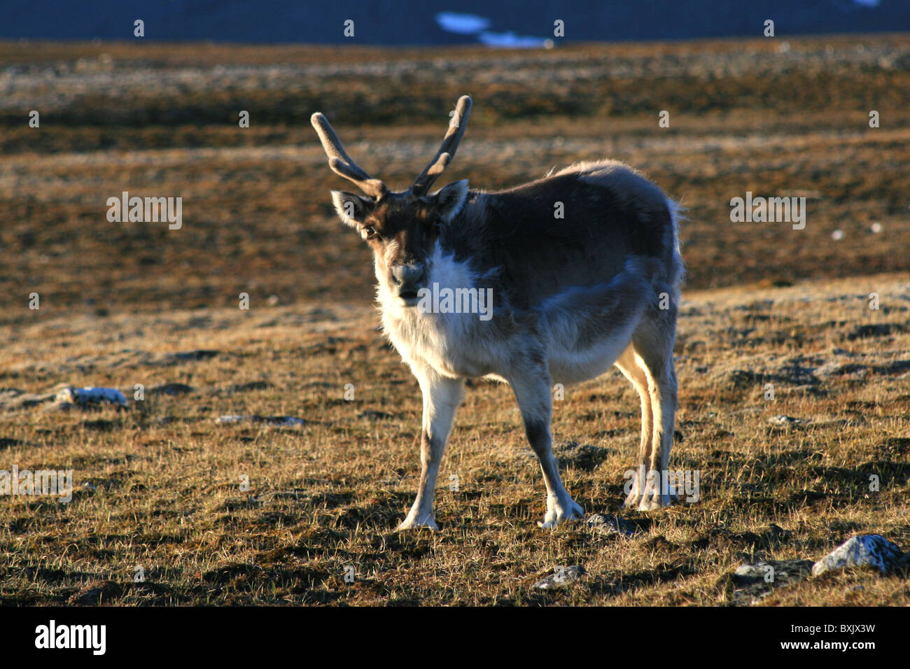 One reindeer in tundra landscape of NW Sorkappland, Spitsbergen Stock ...