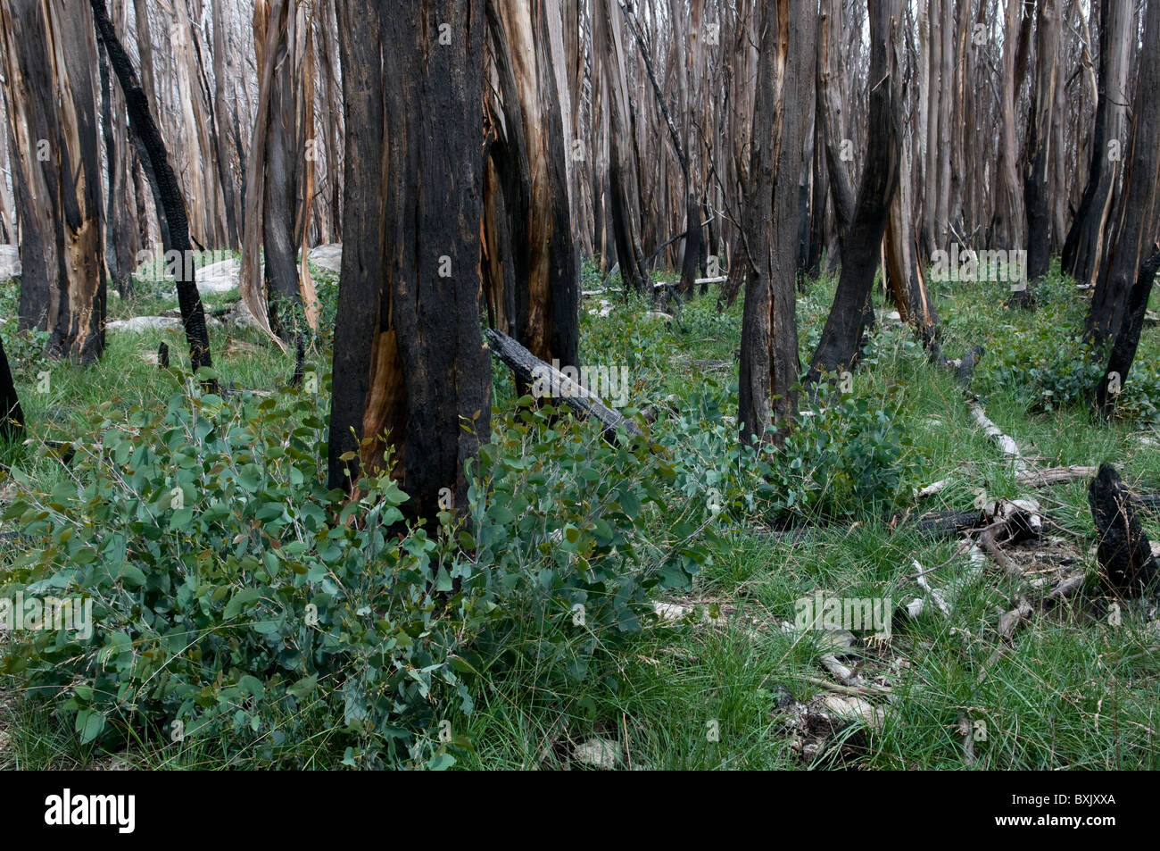 Fire damaged trees and bush showing regrowth a year after a bushfire ...