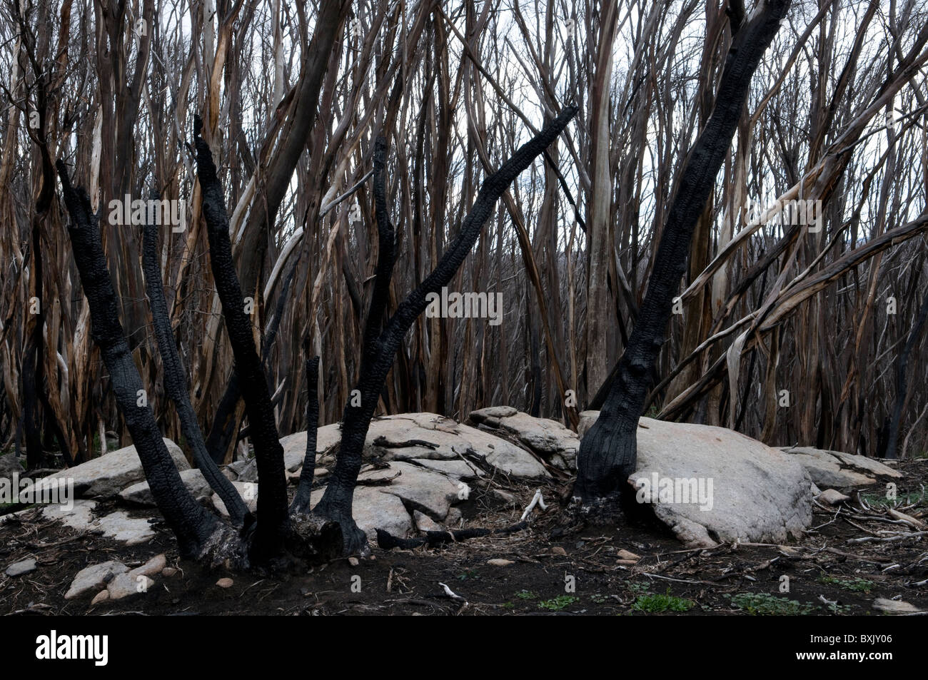 Fire damaged trees Stock Photo - Alamy