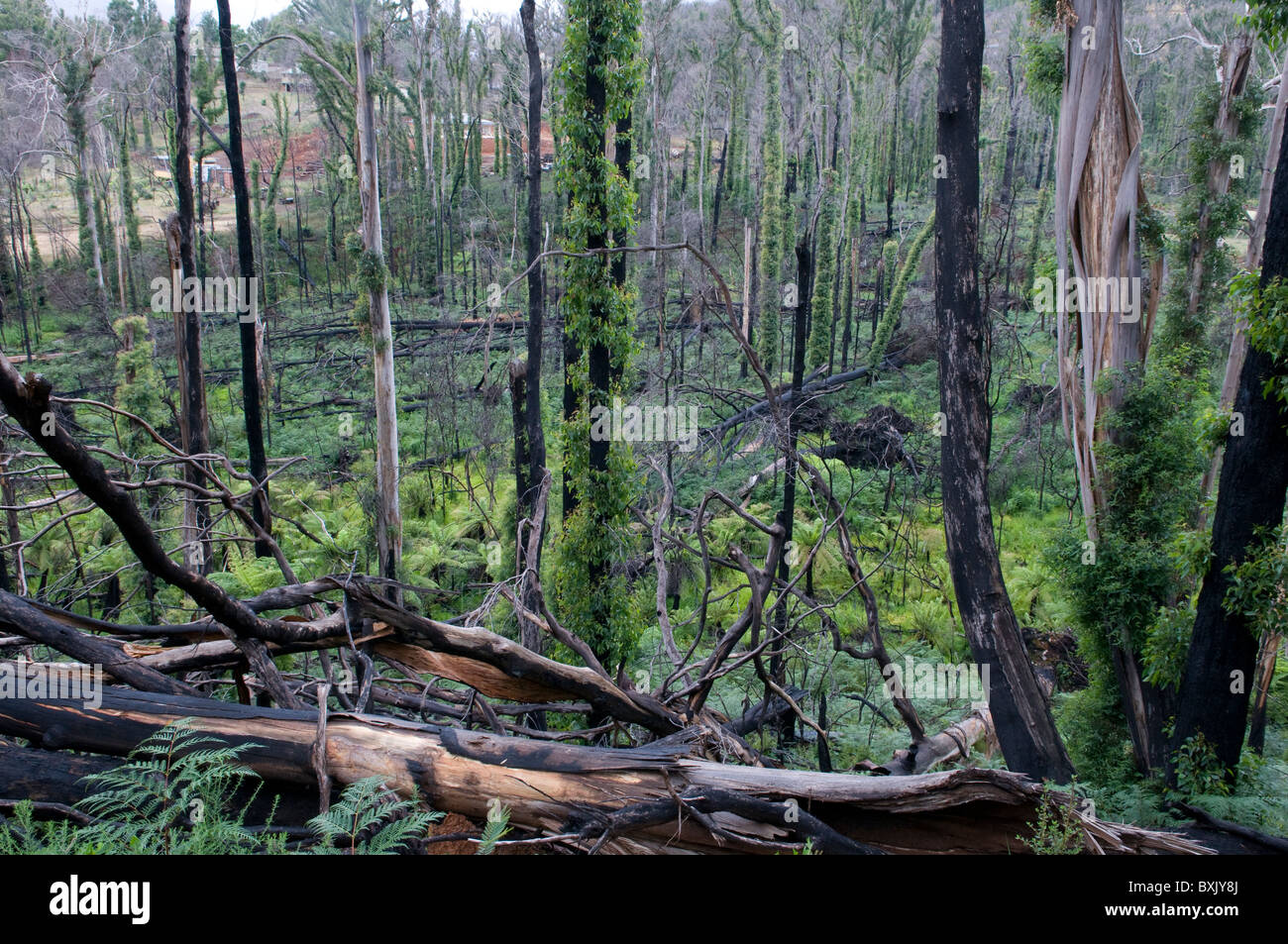 Fire damaged trees and bush showing regrowth a year after a bushfire ...