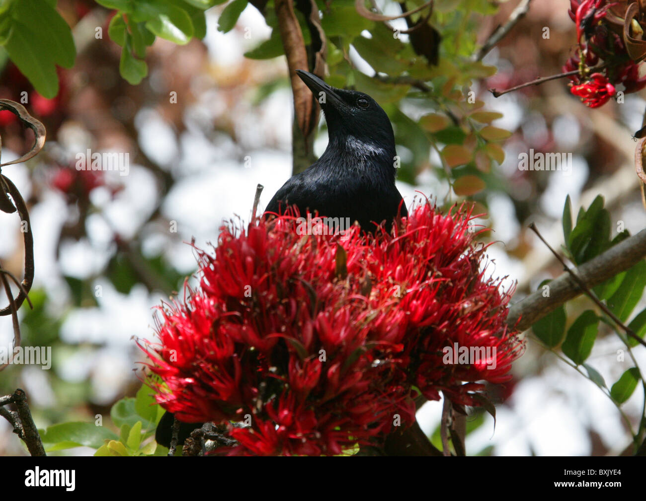 Red-winged Starling, Onychognathus morio, Sturnidae. Sitting in a ...