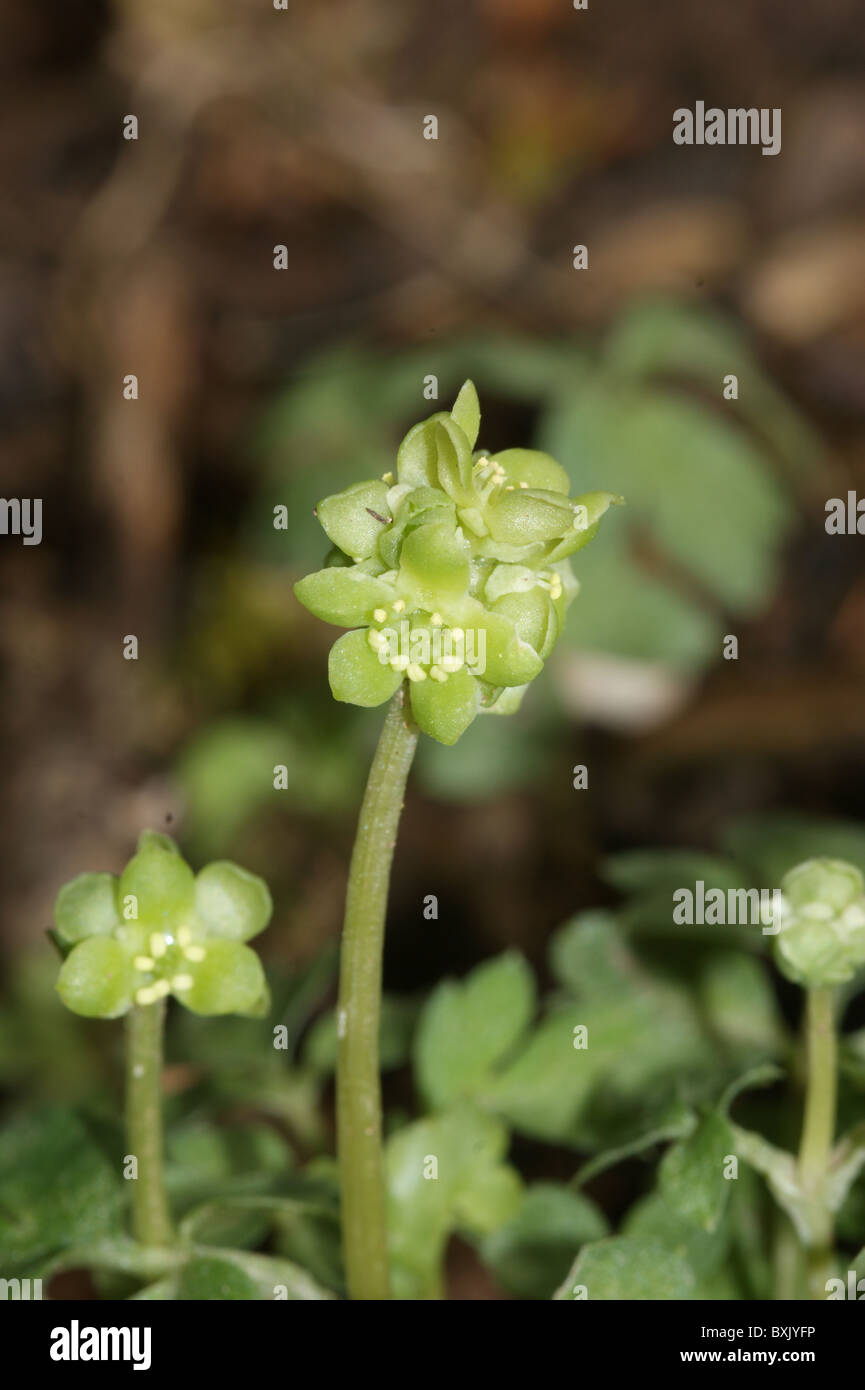 Moschatel adoxa moschatellina hi-res stock photography and images - Alamy