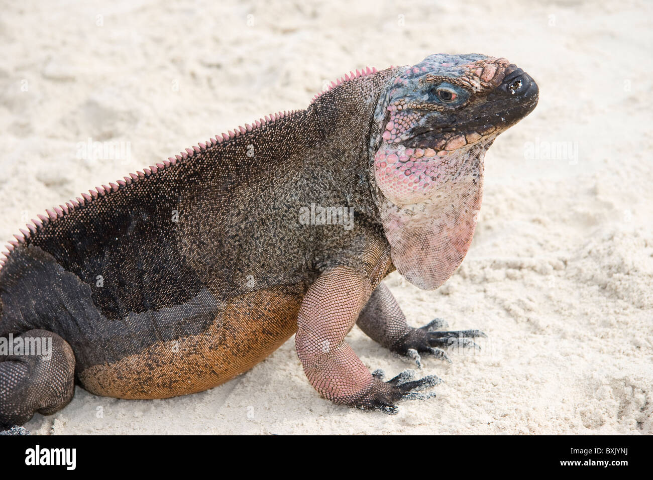 Allen's Cay iguana, Cyclura cychlura inornata, Endangered Species ...