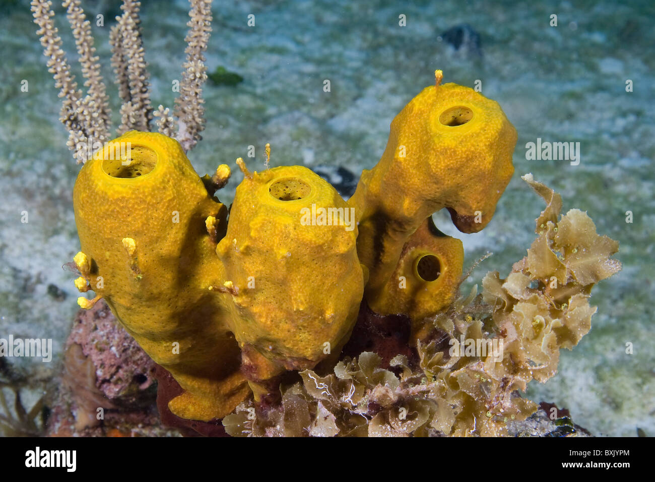 Yellow tube sponge colony, Exuma Islands, Bahamas Stock Photo - Alamy