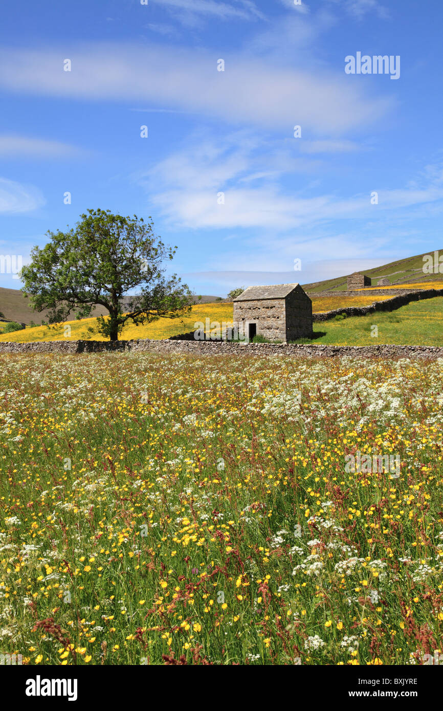 Hay meadow yorkshire hi-res stock photography and images - Alamy