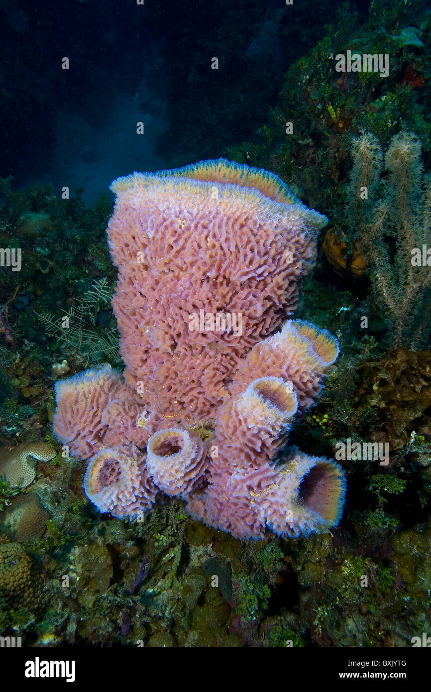 Azure Vase Sponge, Callyspongia plicifera, Exuma Islands, Bahama ...