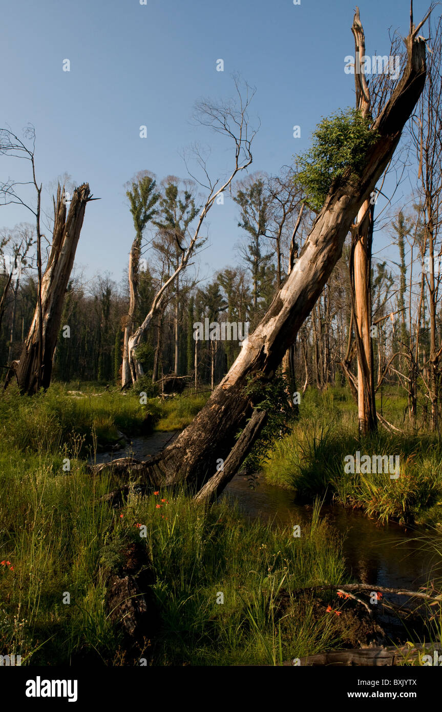 Fire damaged trees and bush showing regrowth a year after a bushfire ...