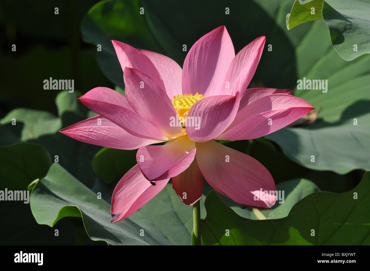 Water Lily, Pink, Flower, Ri Tan Park, Beijing, China Stock Photo - Alamy