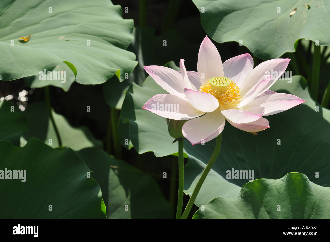 Ri tan park beijing hi-res stock photography and images - Alamy