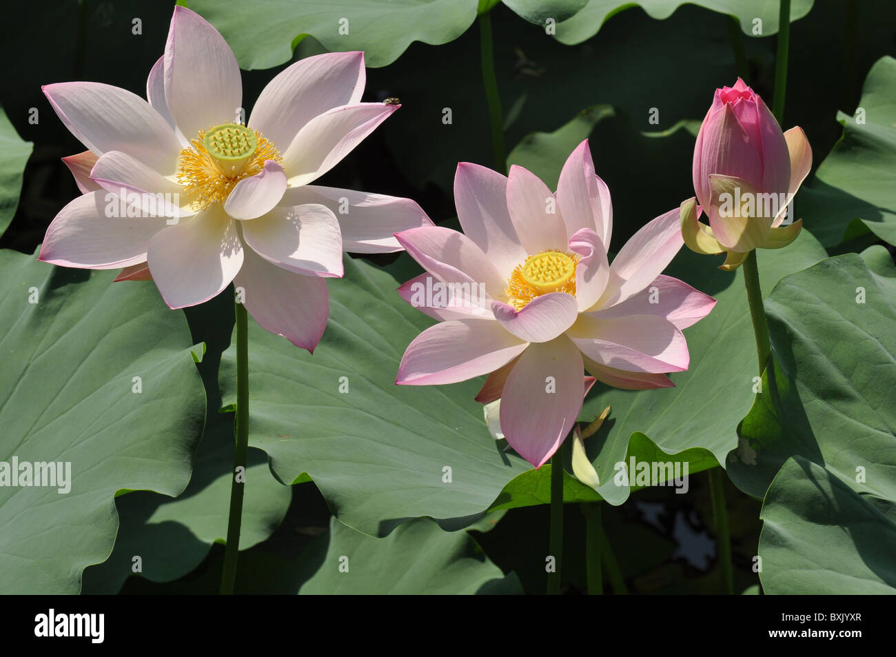 Water Lily, Pink, Flower, Ri Tan Park, Beijing, China Stock Photo - Alamy