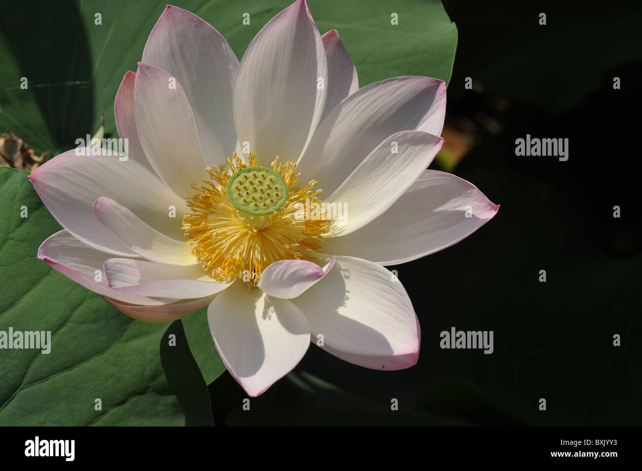 Water lily china hi-res stock photography and images - Alamy