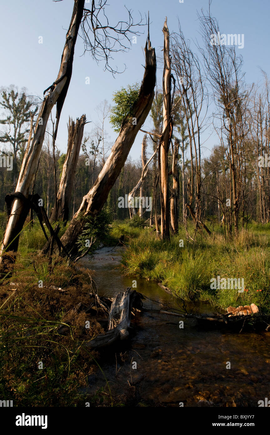 Australia bush fire regrowth hi-res stock photography and images - Alamy