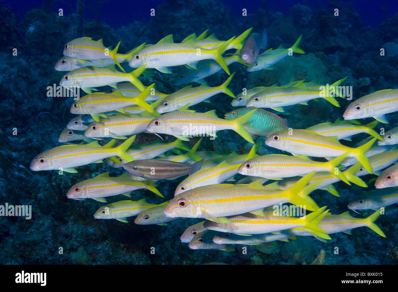 Yellow Goatfish, Mulloidichthys martinicus, Bahama Islands Stock Photo ...