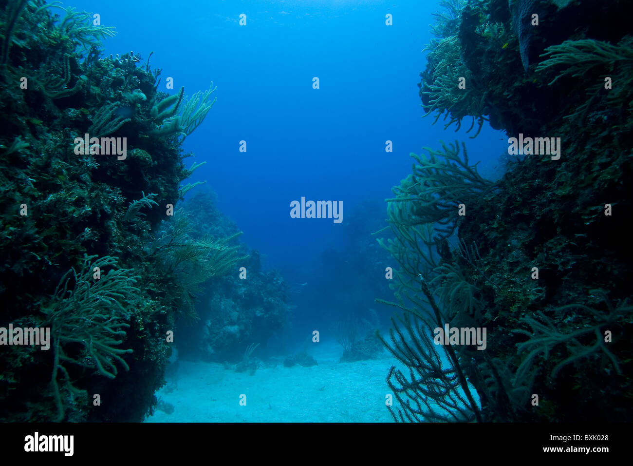 Coral reef, Exuma Islands, Bahama Islands Stock Photo - Alamy
