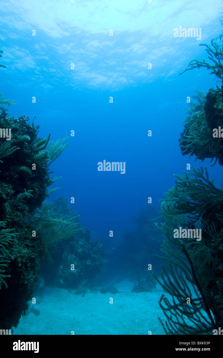 Coral reef, Exuma Islands, Bahama Islands Stock Photo - Alamy