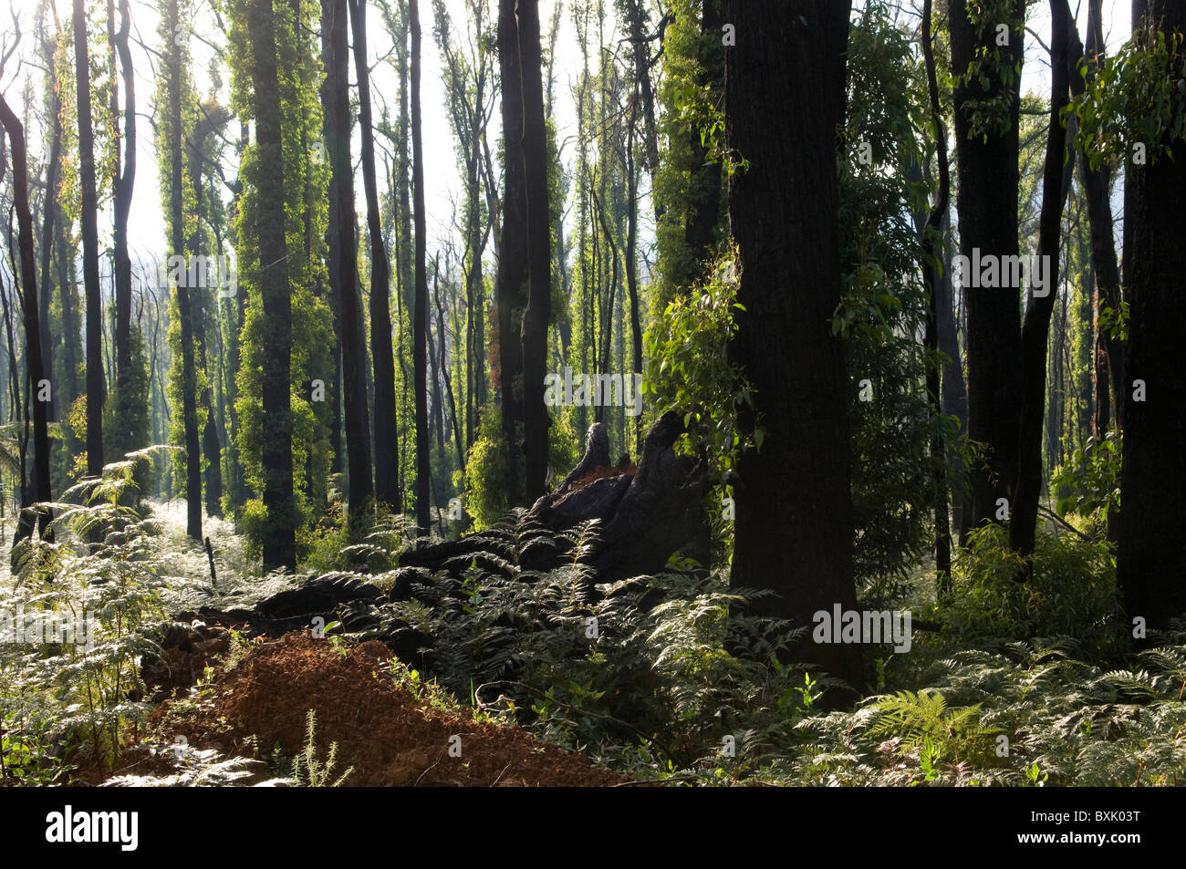 Fire damaged trees and bush showing regrowth a year after a bushfire ...
