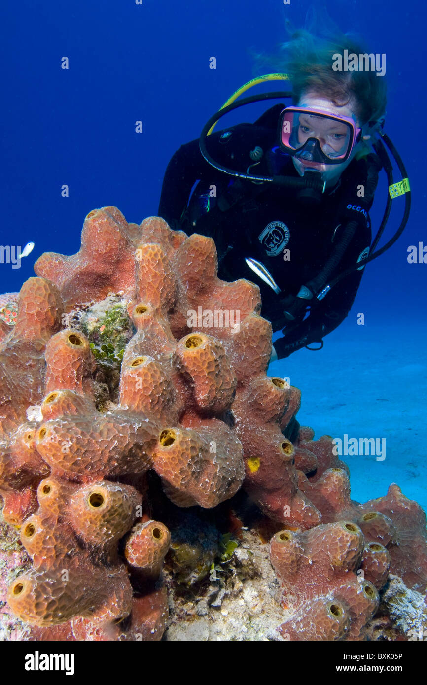 Porifera sponges hi-res stock photography and images - Alamy