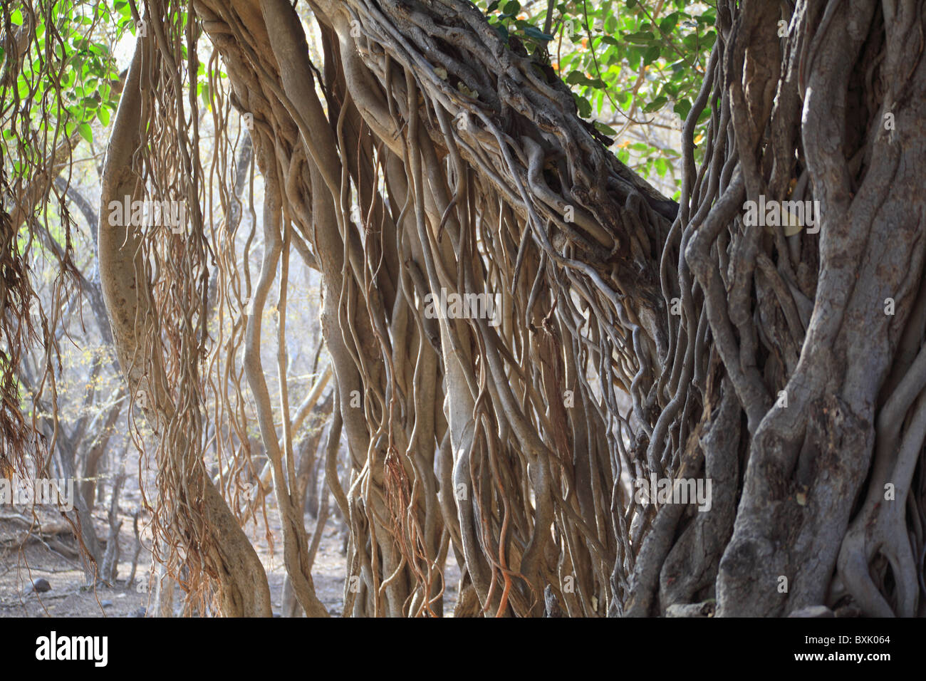 Ancient Banyan Tree Roots, Ranthambhore National Park, Rajasthan, India ...