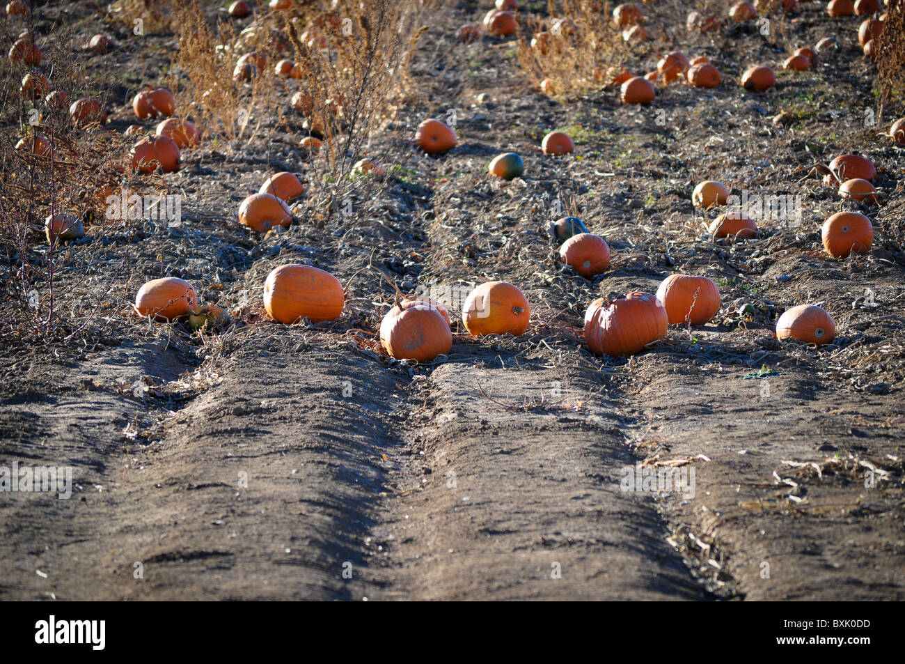 Pumpkin_patch hi-res stock photography and images - Alamy