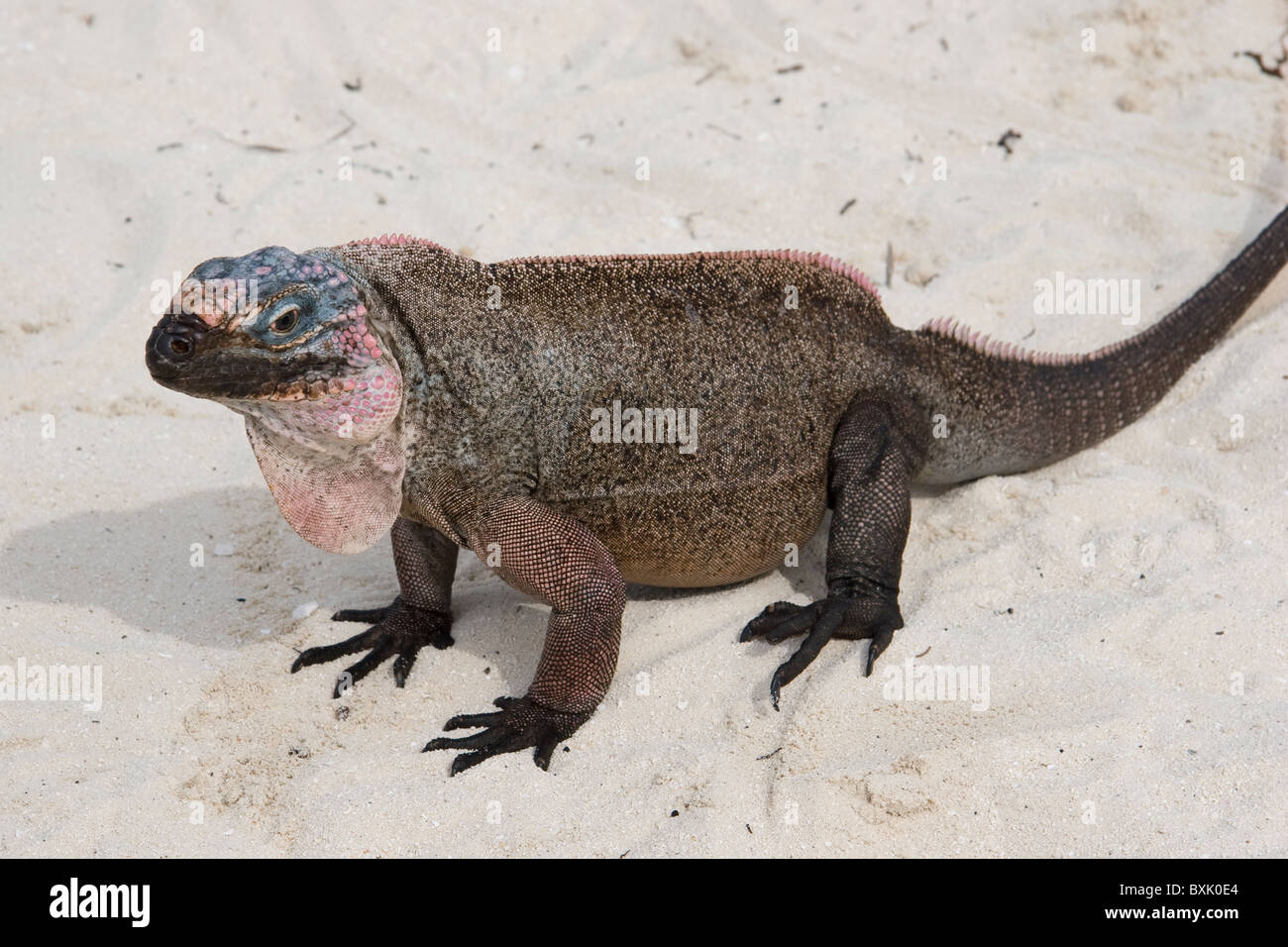 Allen's Cay iguana, Cyclura cychlura inornata, Endangered Species ...