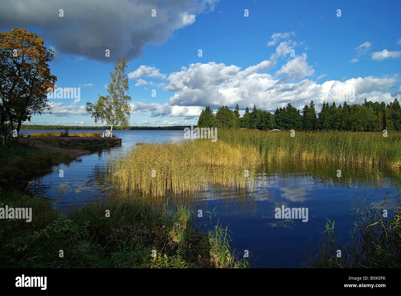 Summer lake landscape Stock Photo - Alamy
