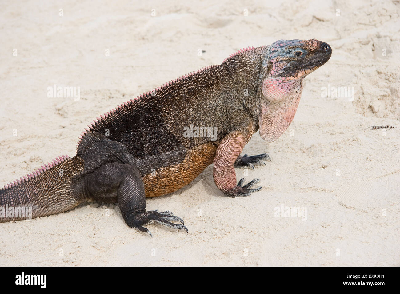 Allen's Cay iguana, Cyclura cychlura inornata, Endangered Species ...
