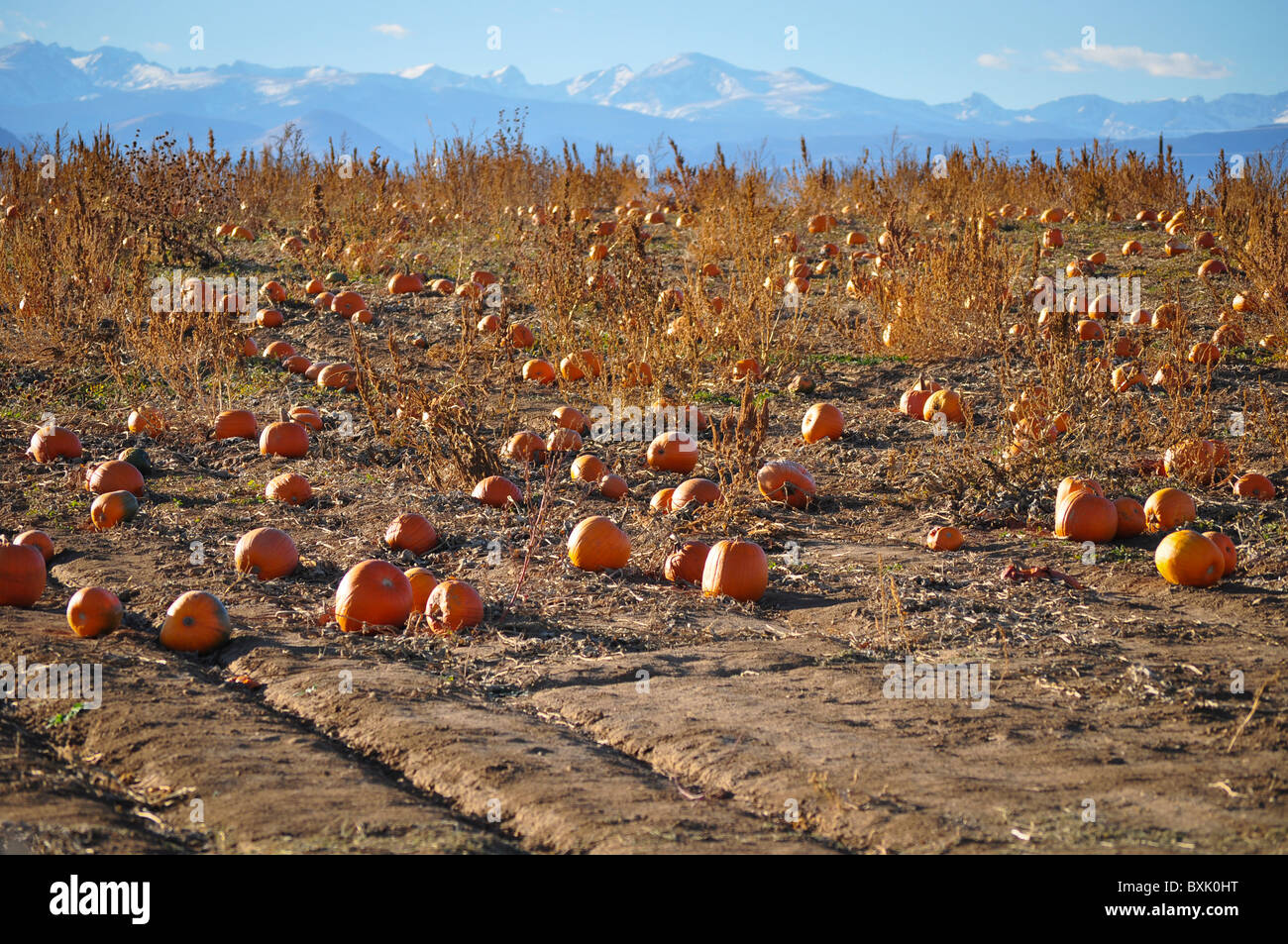 Rotting halloween pumpkin october hi-res stock photography and images ...