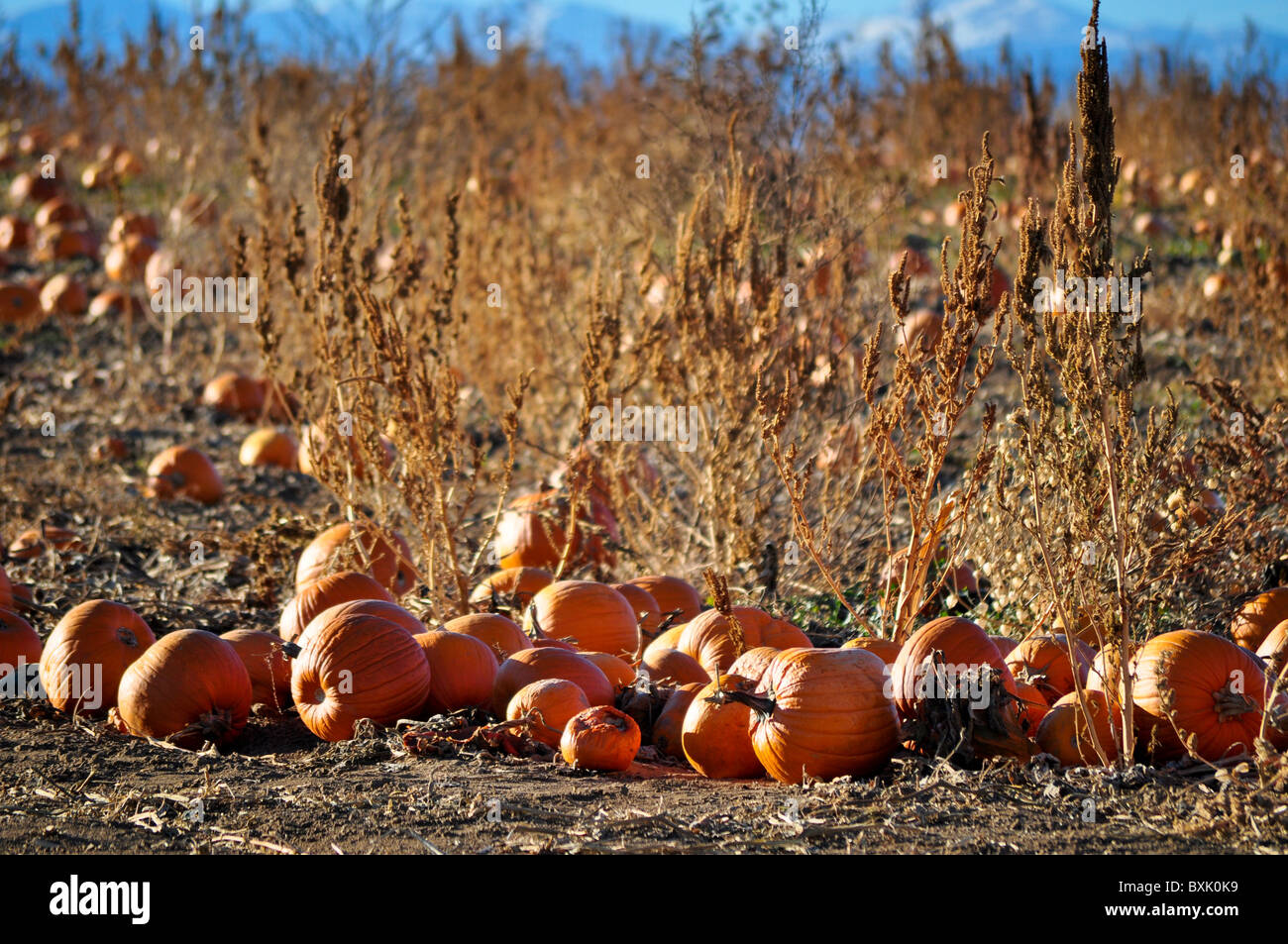 Rotten Pumpkin Stock Photos & Rotten Pumpkin Stock Images - Alamy