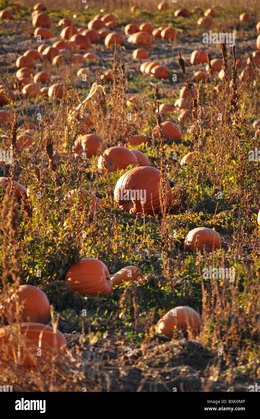 Rotten Pumpkin Stock Photos & Rotten Pumpkin Stock Images - Alamy