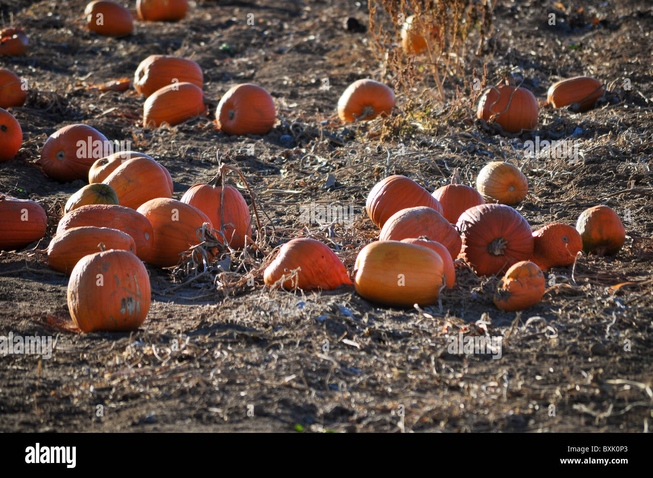 Rotten Pumpkin Stock Photos & Rotten Pumpkin Stock Images - Alamy