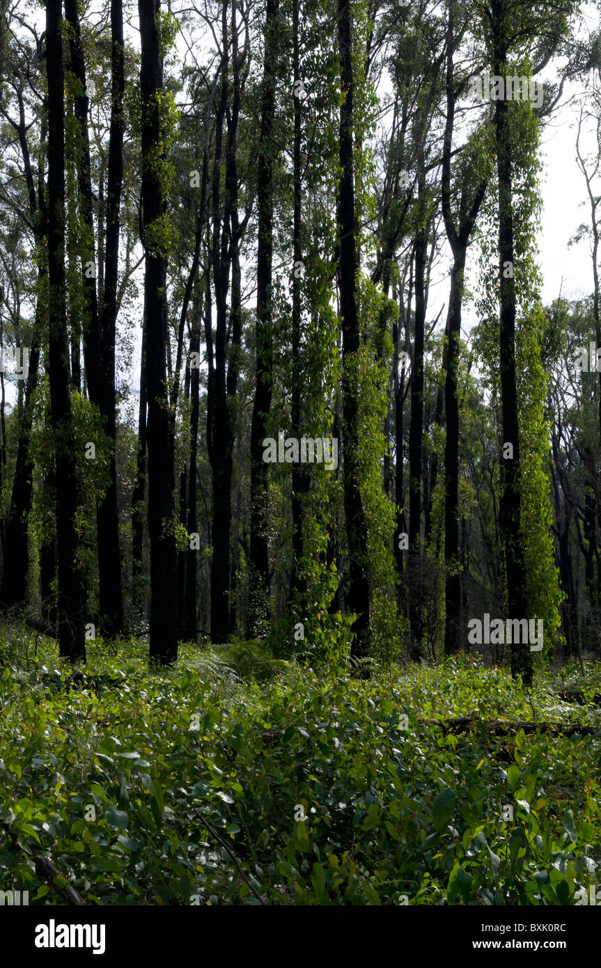 Fire damaged trees and bush showing regrowth a year after a bushfire ...
