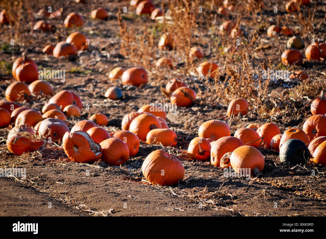 Rotting halloween pumpkin october hi-res stock photography and images ...