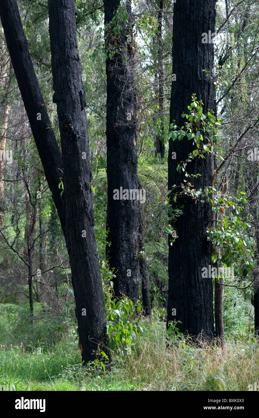 Fire damaged trees showing regrowth a year after a bushfire Stock Photo ...