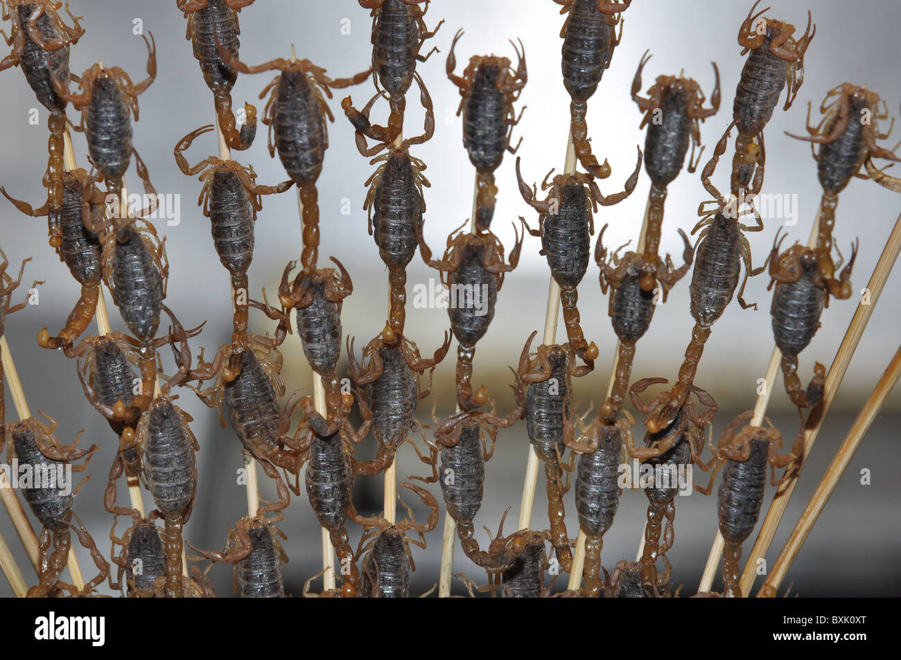 Food Market, Scorpion, Starfish, Bat, Beijing, China Stock Photo - Alamy