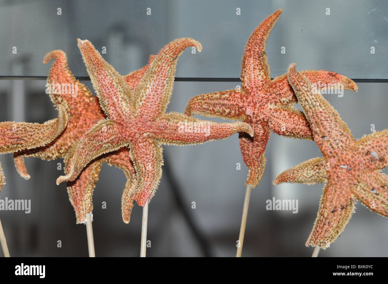 Market china bat hi-res stock photography and images - Alamy