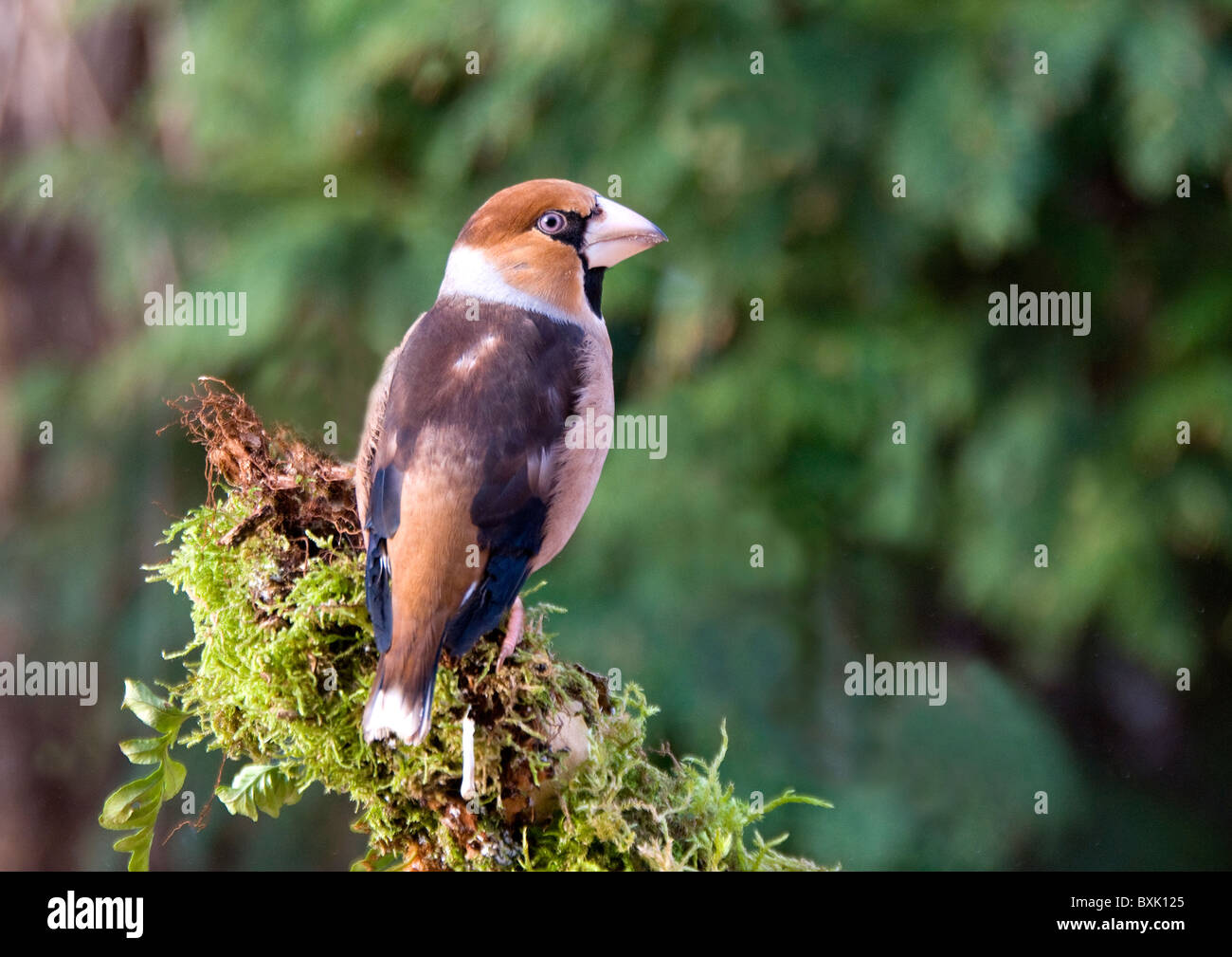Massive bill hi-res stock photography and images - Alamy