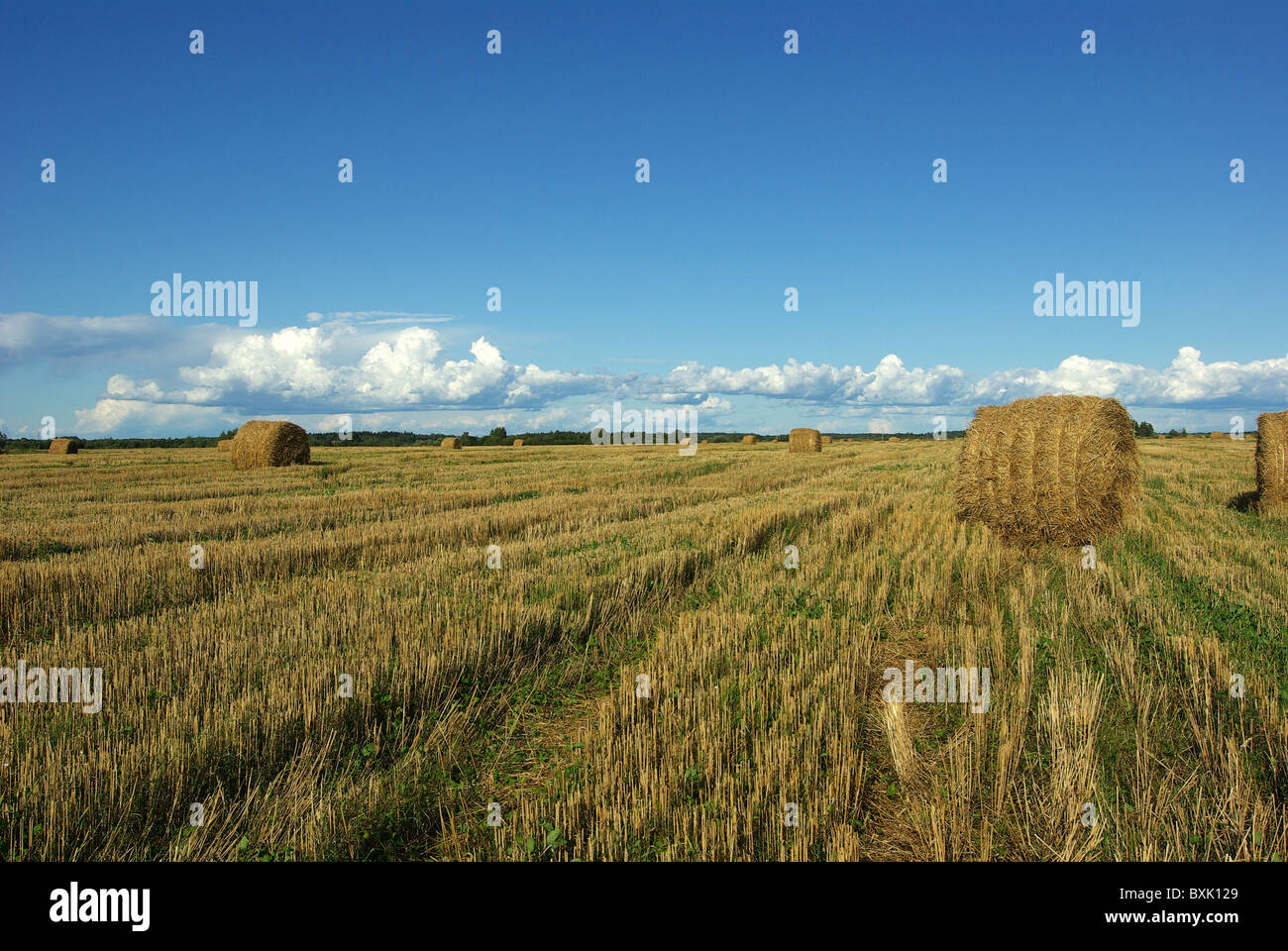 Field with haystacks Stock Photo - Alamy